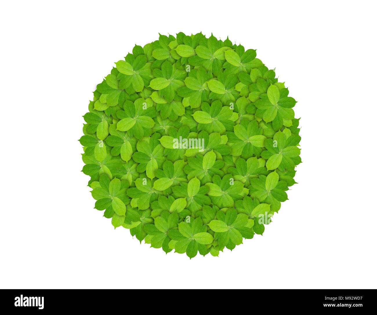 Green circle made of green leaves, symbol of eco friendly Stock Photo ...