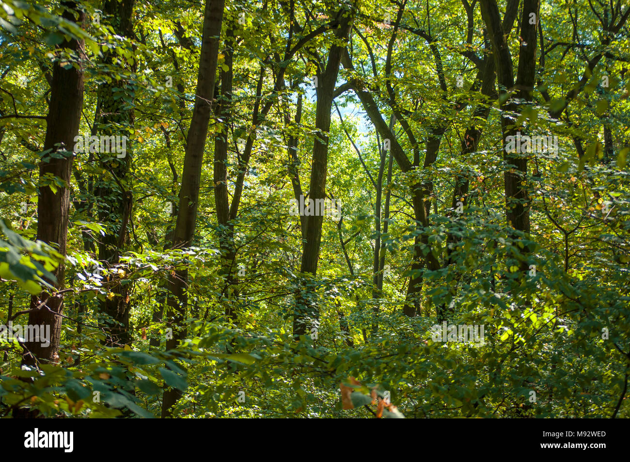 Green forest tree natural leaf background Stock Photo - Alamy