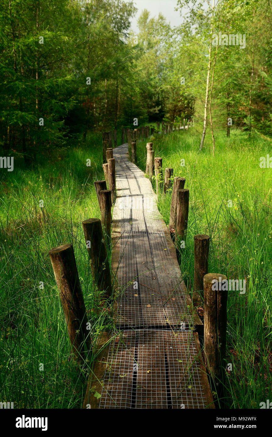 wooden path in green forest meadow in summer Stock Photo - Alamy