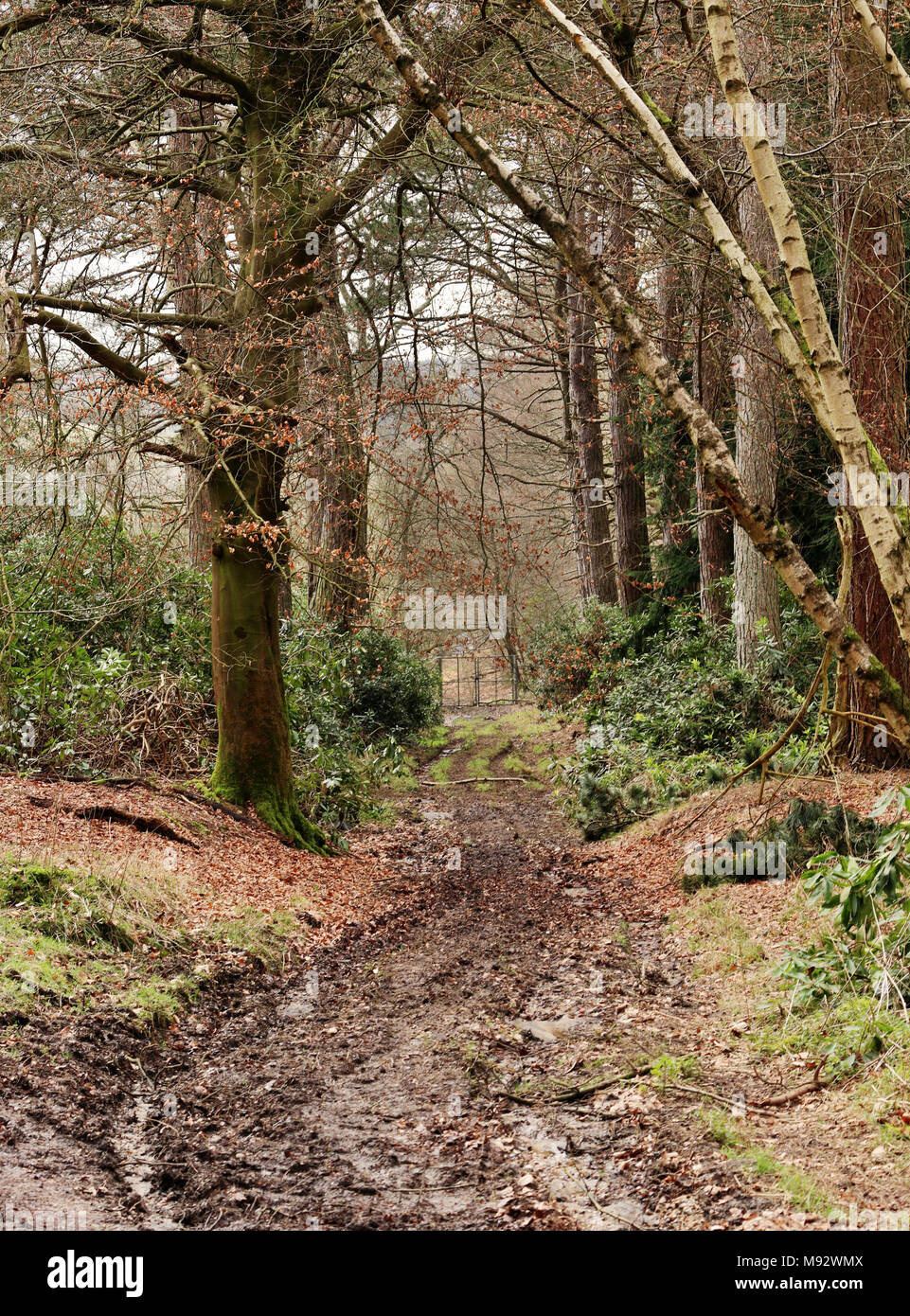 Chiltern forest hi-res stock photography and images - Alamy