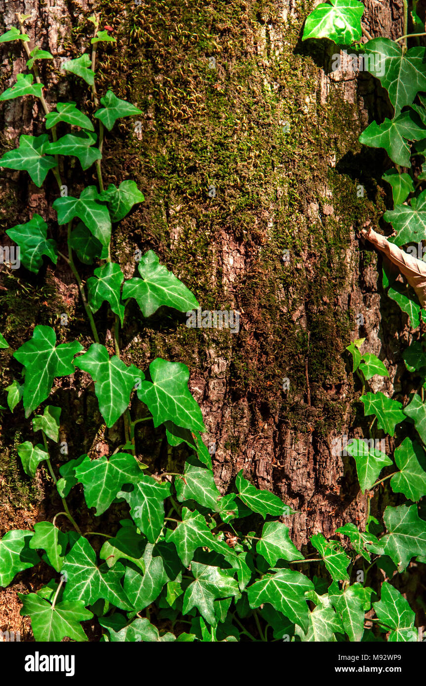 Green ivy bush on forest tree background Stock Photo - Alamy