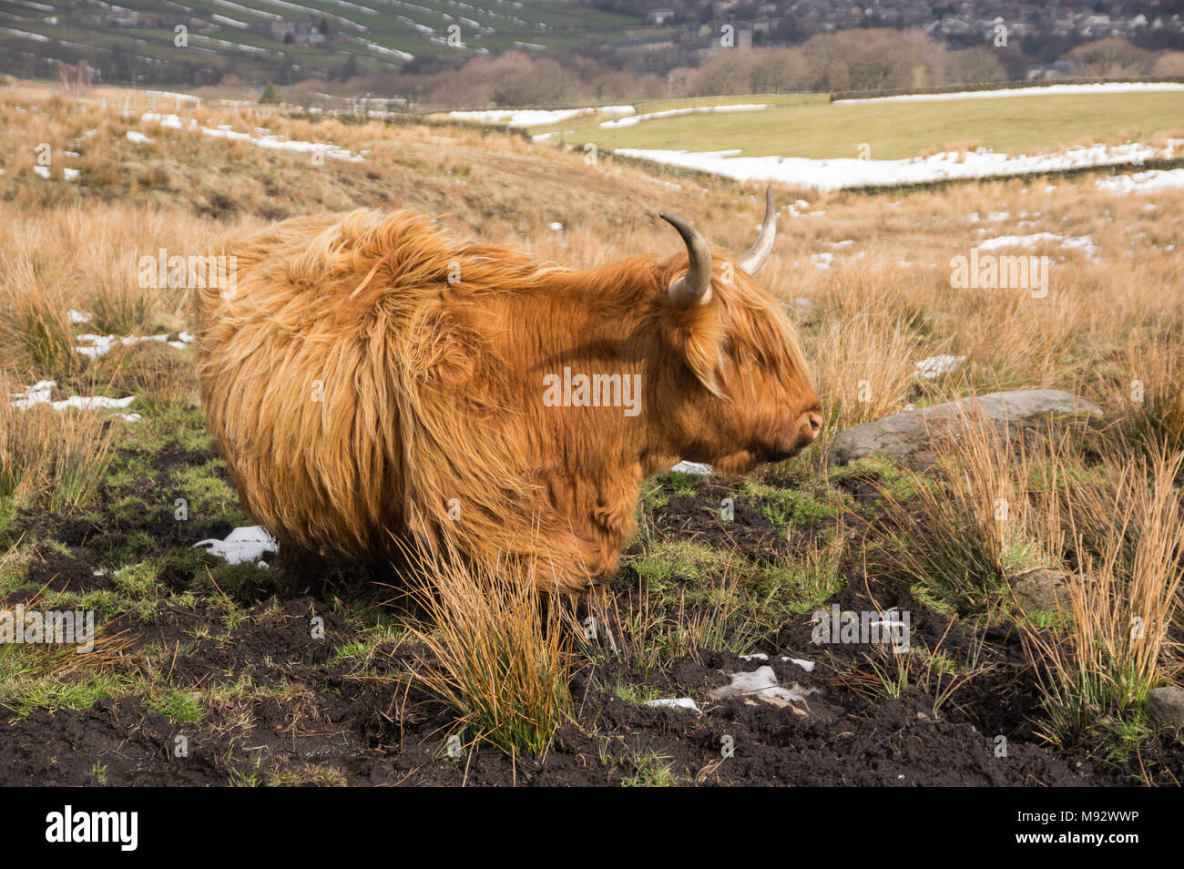 Highland Cow braving the mud to get at the choice grass Stock Photo - Alamy