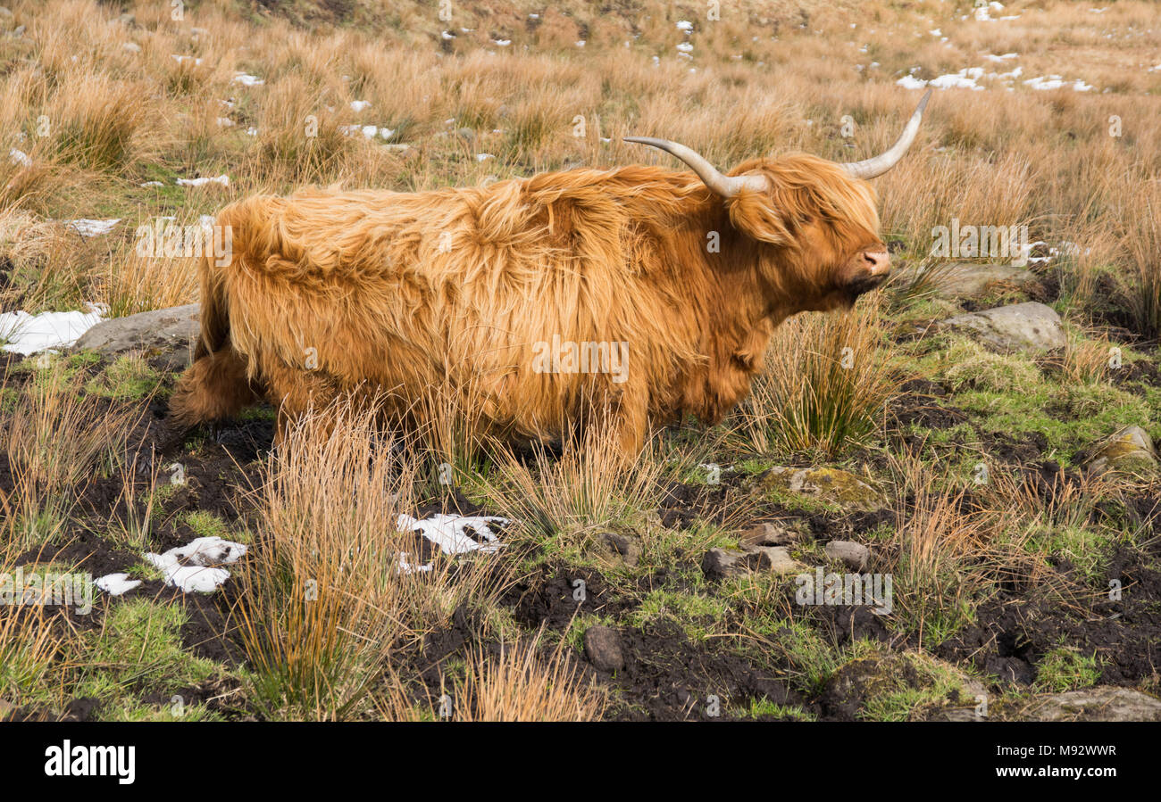 Highland Cow braving the mud to get at the choice grass Stock Photo - Alamy
