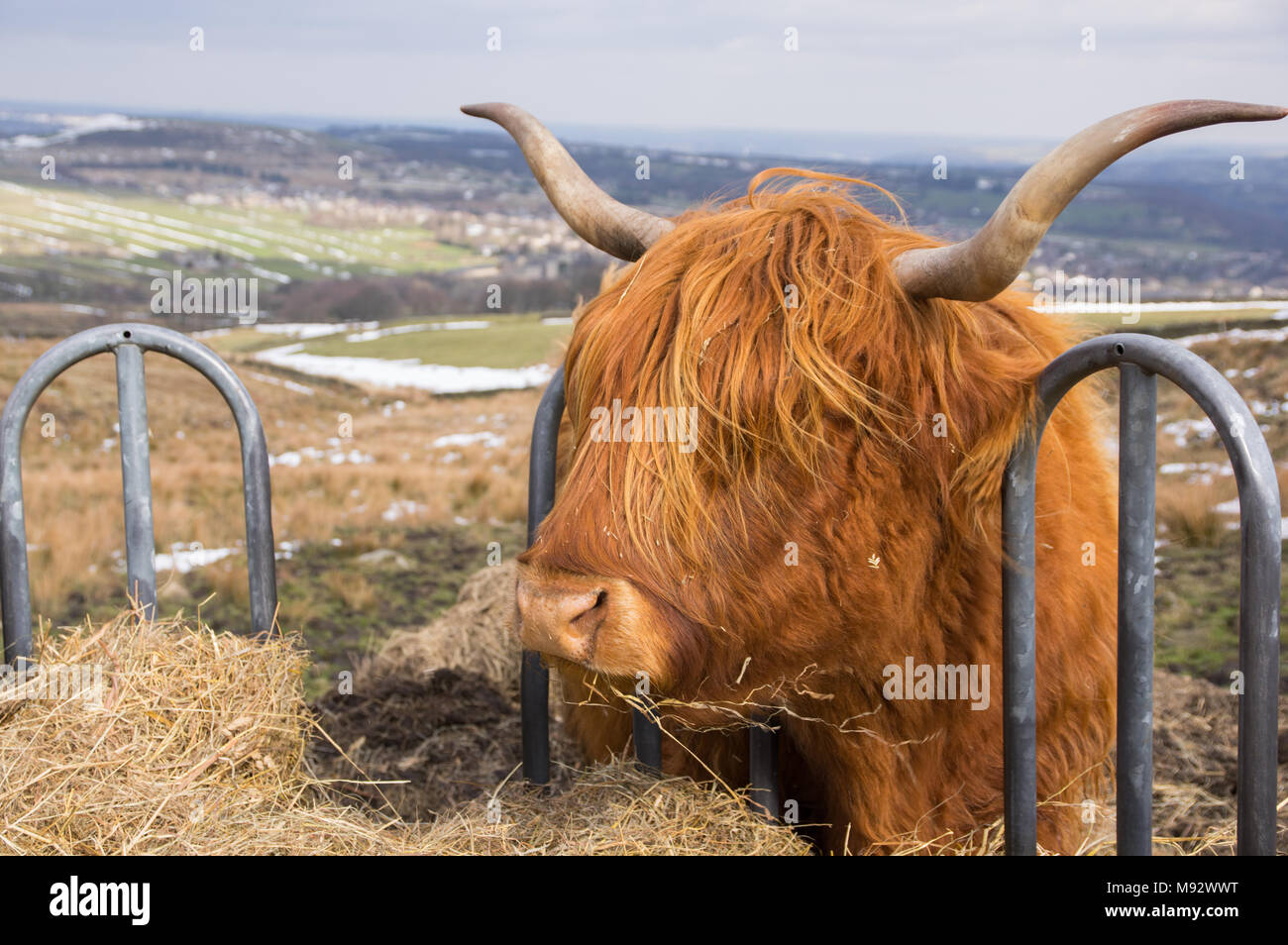 Close up of highland cow eating straw from Cattle feeder Stock Photo ...