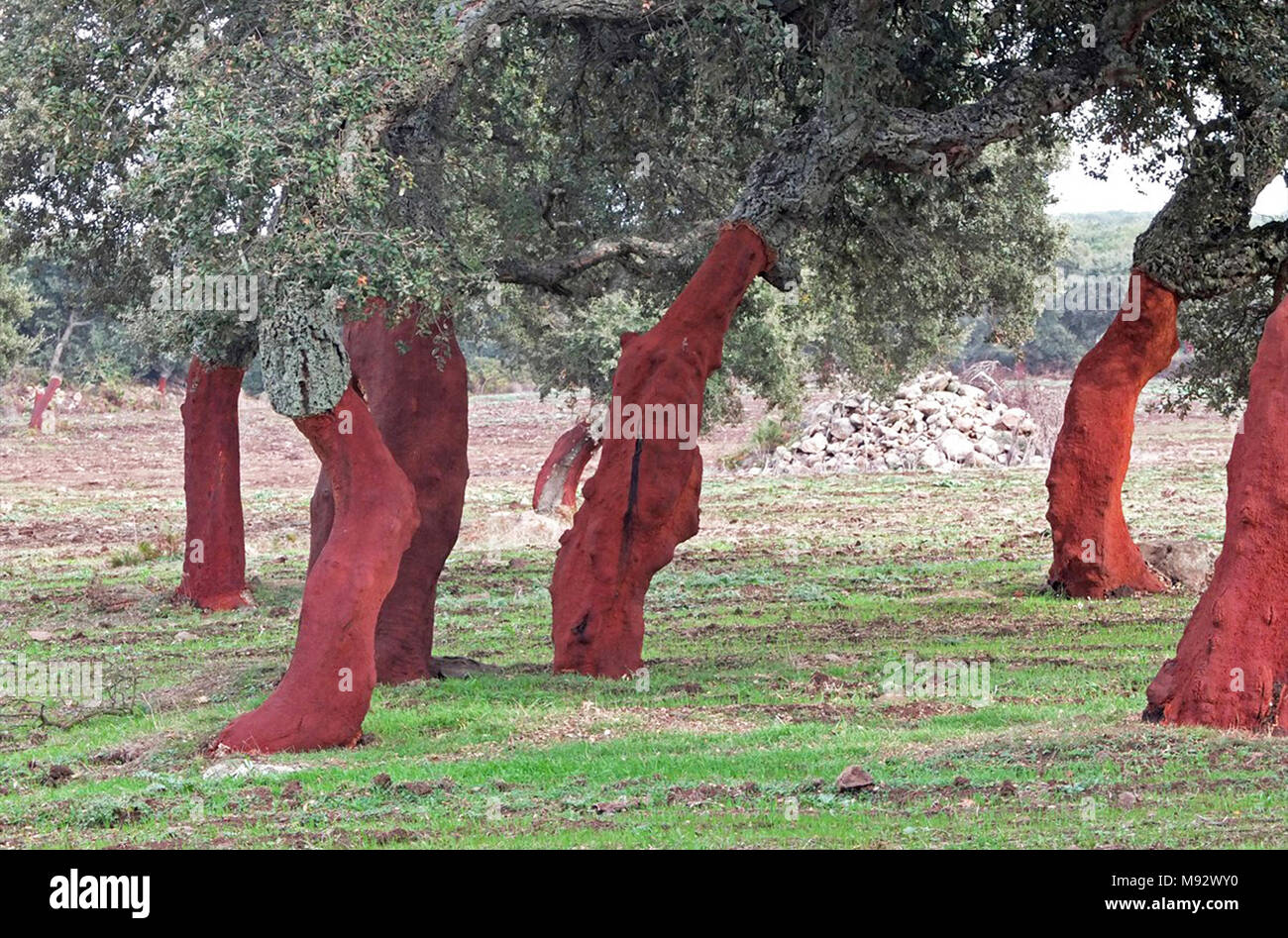 Macomer, Sardinia. Cork oaks Stock Photo - Alamy