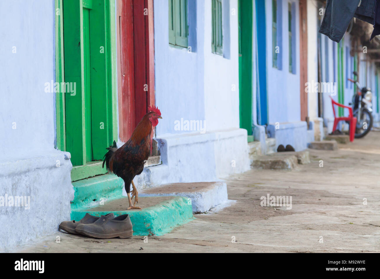 Chicken outside a tea plantation worker's house, Periakanal Village ...