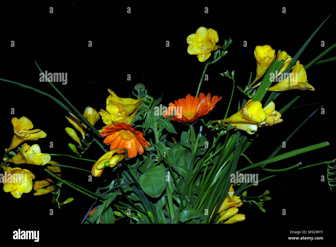 Spring blosoms hi-res stock photography and images - Alamy