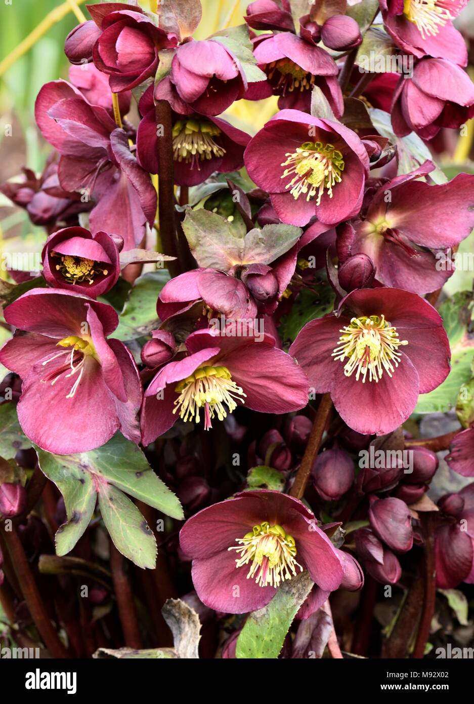 Annas hi-res stock photography and images - Alamy