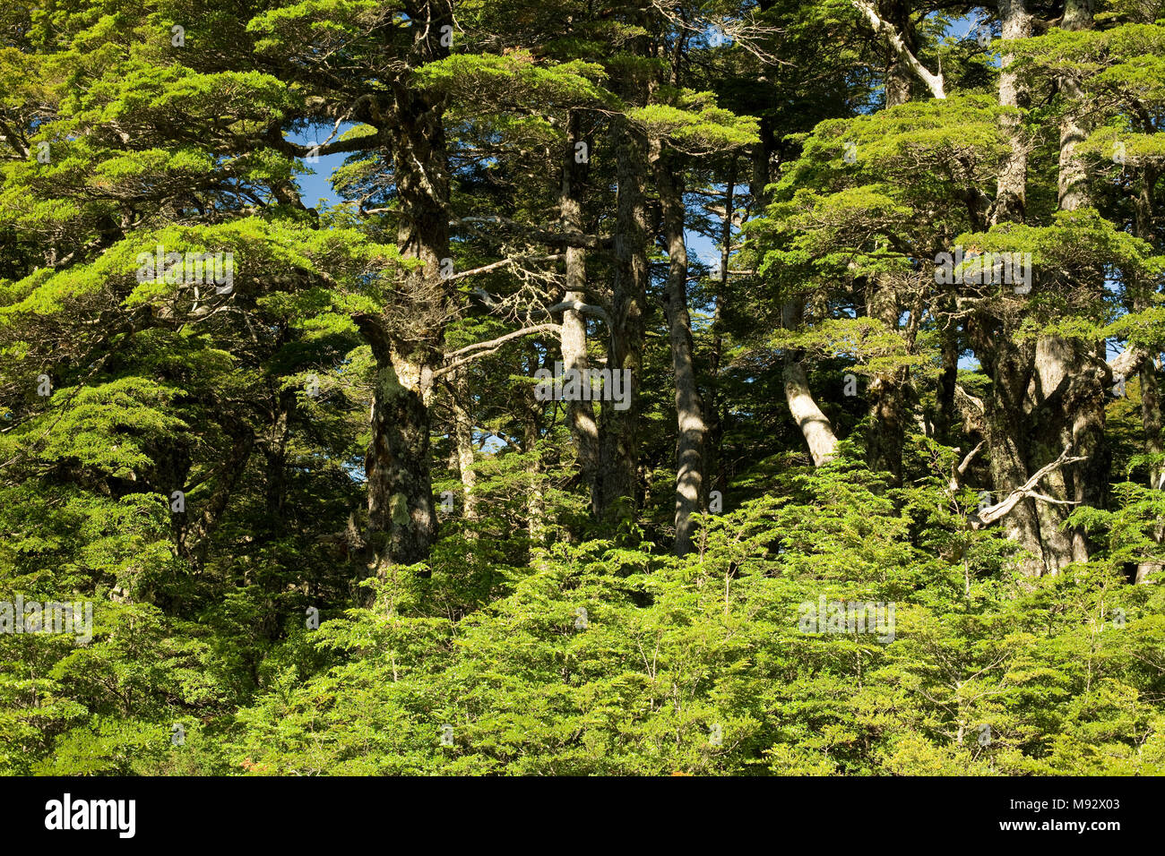 Forest in Southern Chile in the Auraucania Region Stock Photo - Alamy