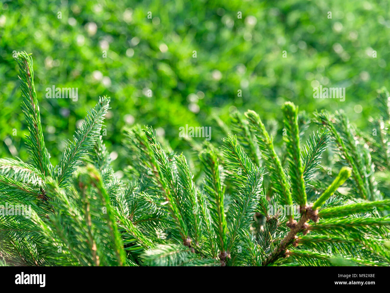 Green pine bokeh background Stock Photo - Alamy
