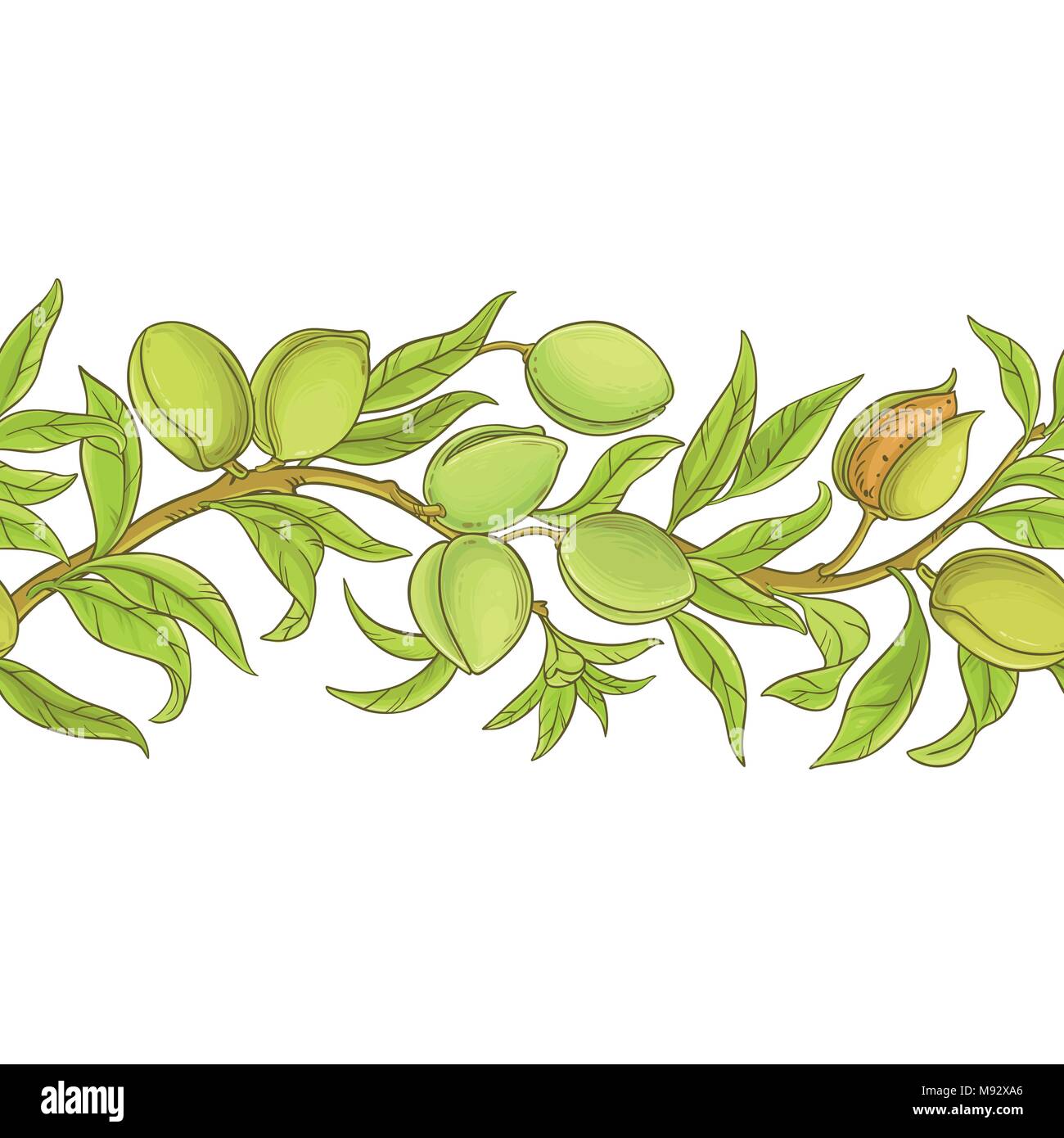 Almond tree branches Stock Vector Images - Alamy