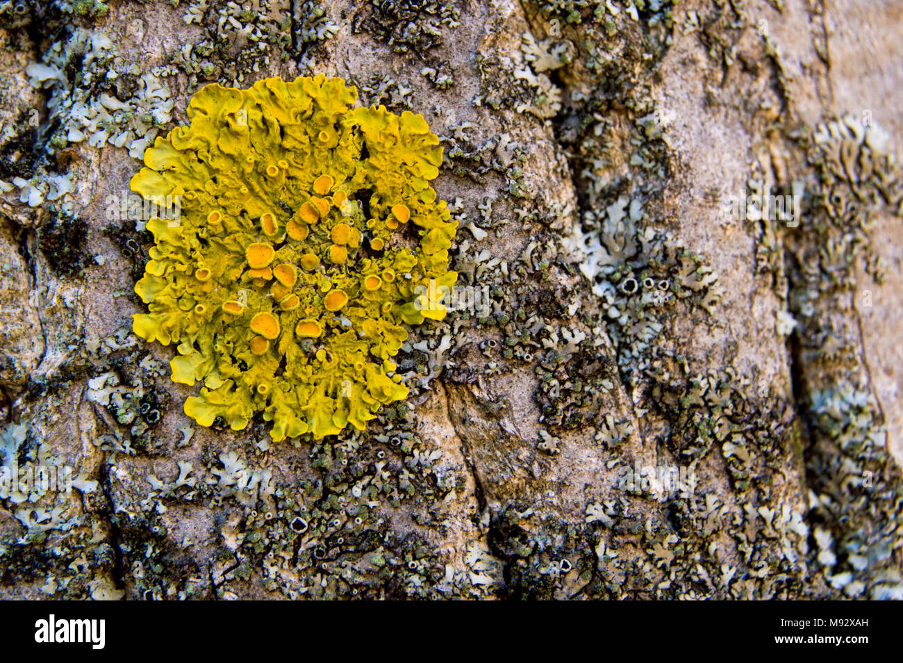 Lichen on rough bark texture hi-res stock photography and images - Alamy