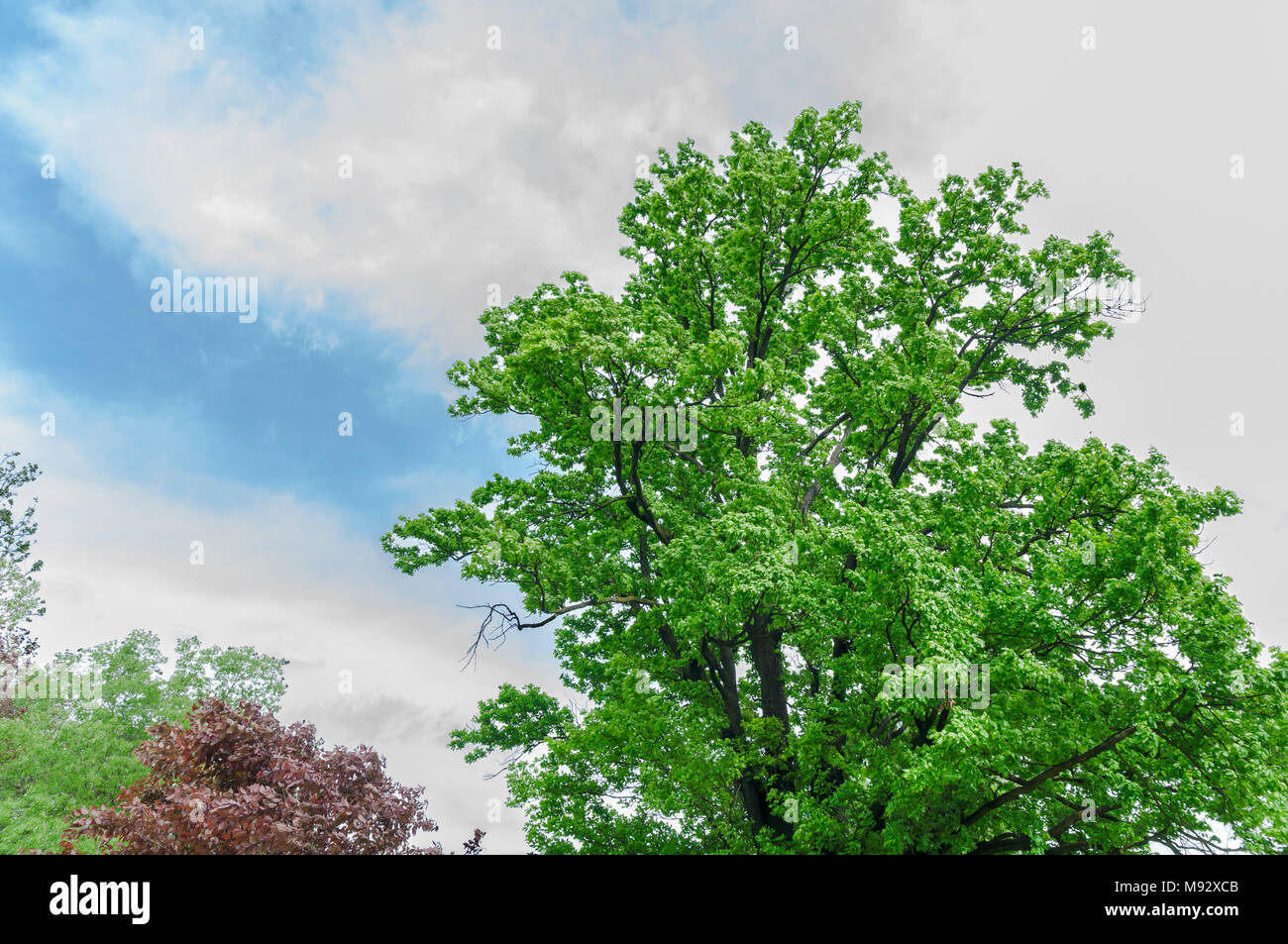 Healthy and beautiful environment hi-res stock photography and images ...