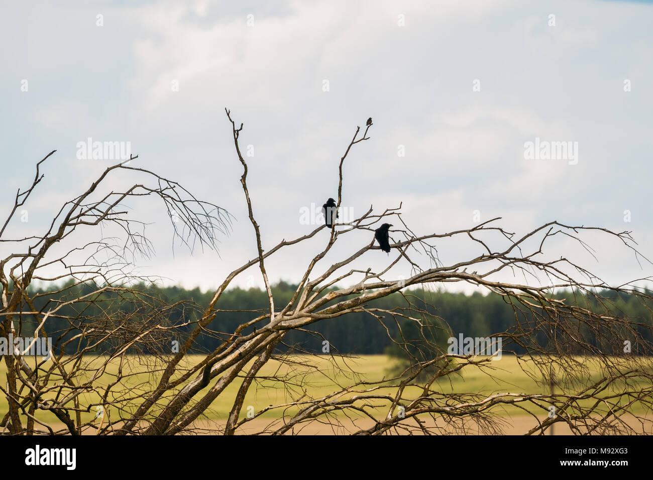 Two wild crows sit on dry branches of a fallen tree Stock Photo - Alamy