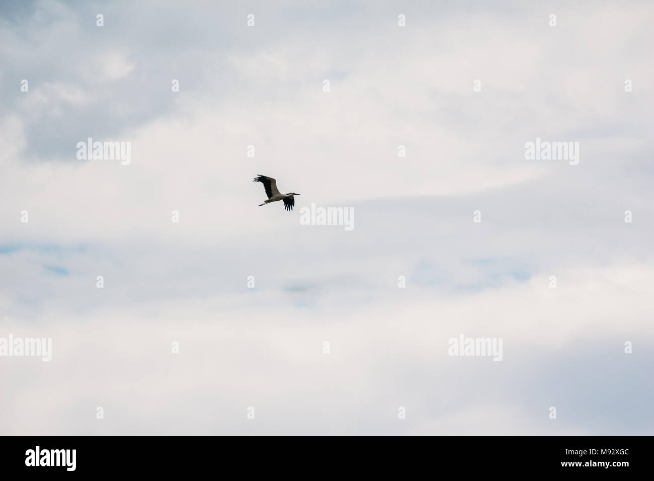 Stork flying in the sky against the background of clouds in nature ...