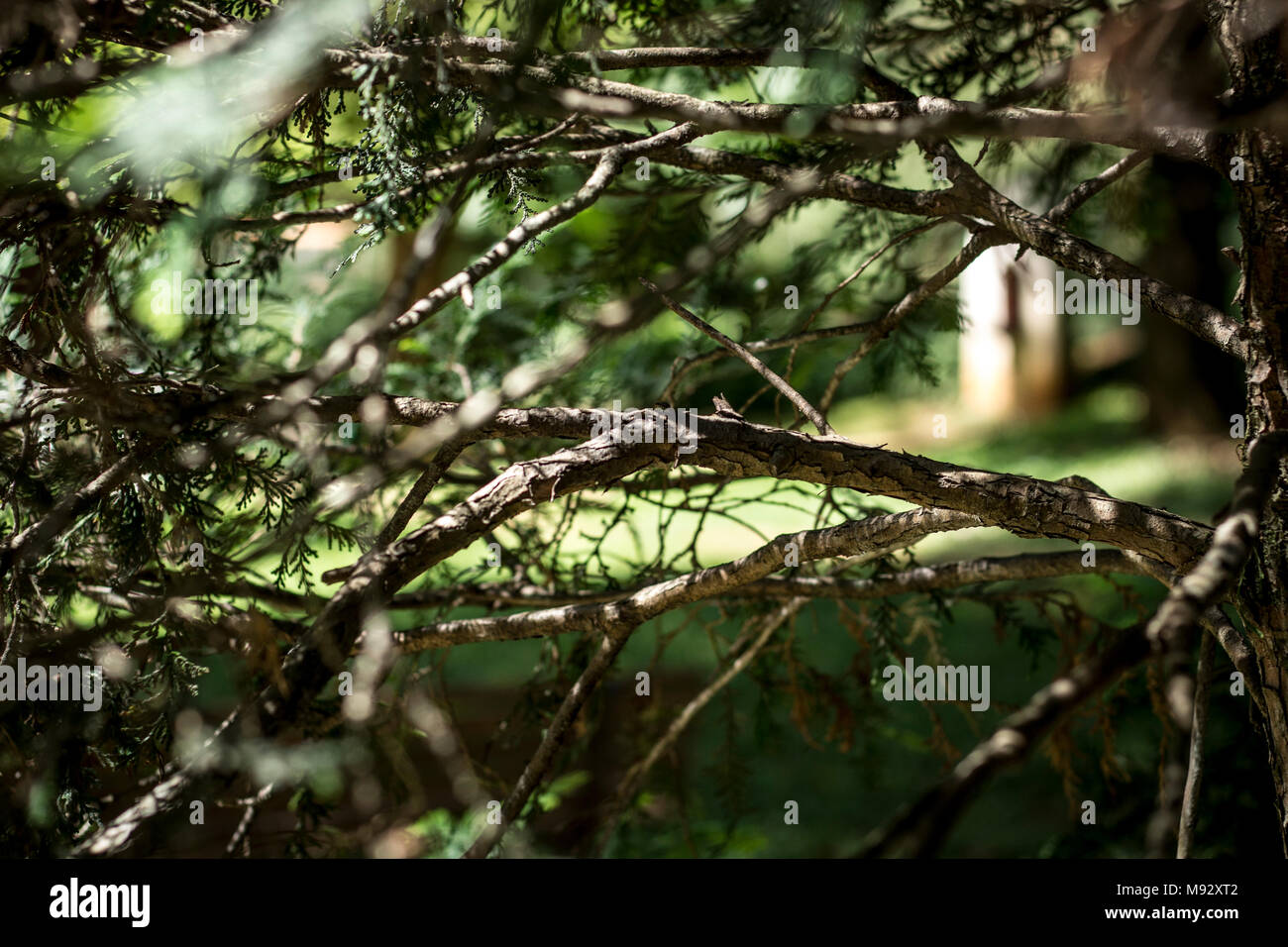 Pine, tree, branches Stock Photo - Alamy