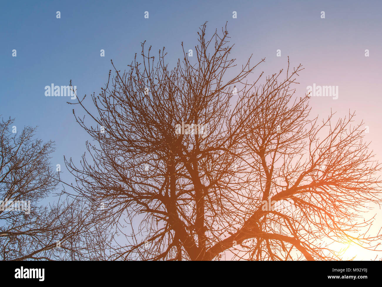 Natural sun with big tree branches background Stock Photo - Alamy