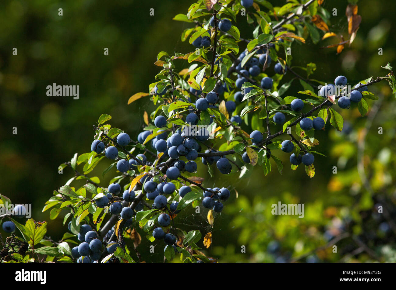 Wild blackthorn tree, prunus spinosa, backlit. Abruzzo, Italy, Europe ...