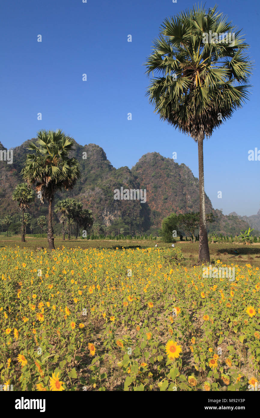 Myanmar, Kayin State, landscape, hills, sunflower field Stock Photo - Alamy