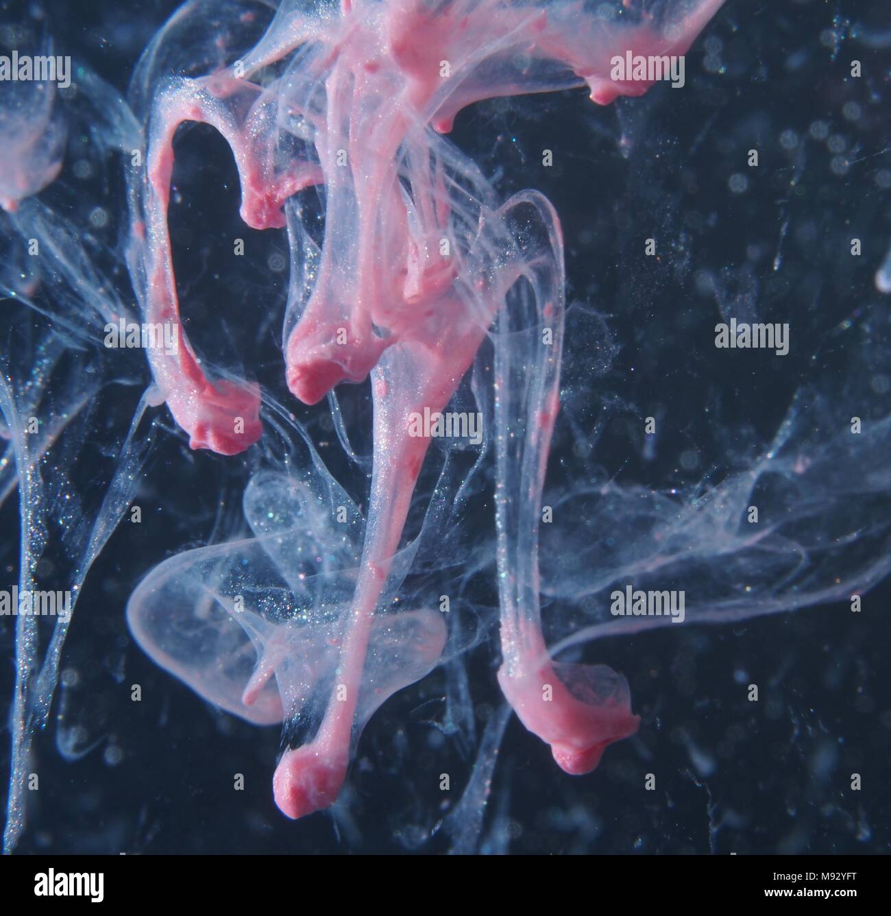 A drop of pink paint drops in the water. The abstract photograph. Close ...