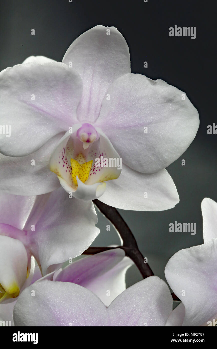 Orchid Family Stock Photos & Orchid Family Stock Images - Alamy