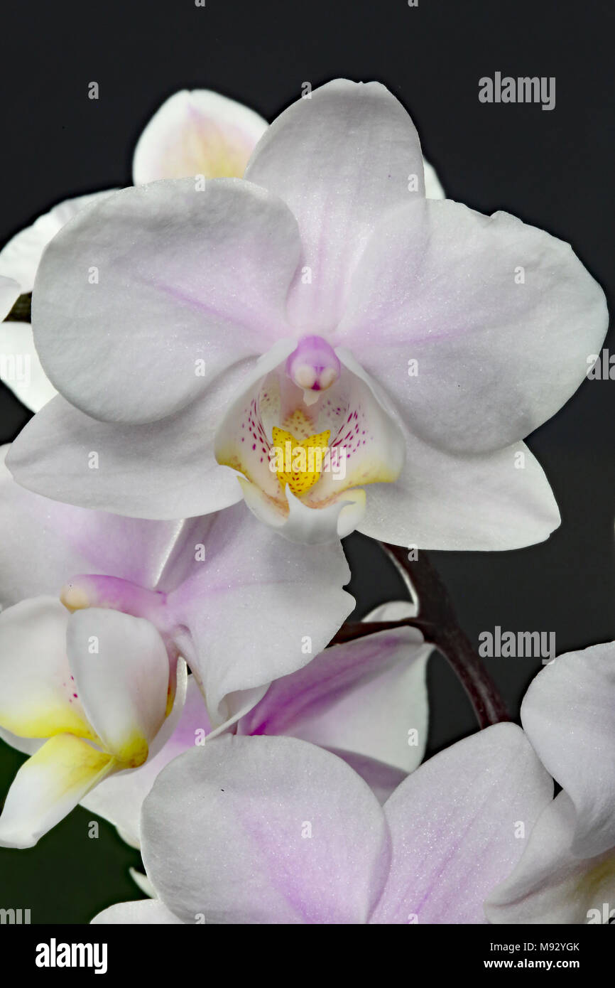 Orchid Potted High Resolution Stock Photography and Images - Alamy