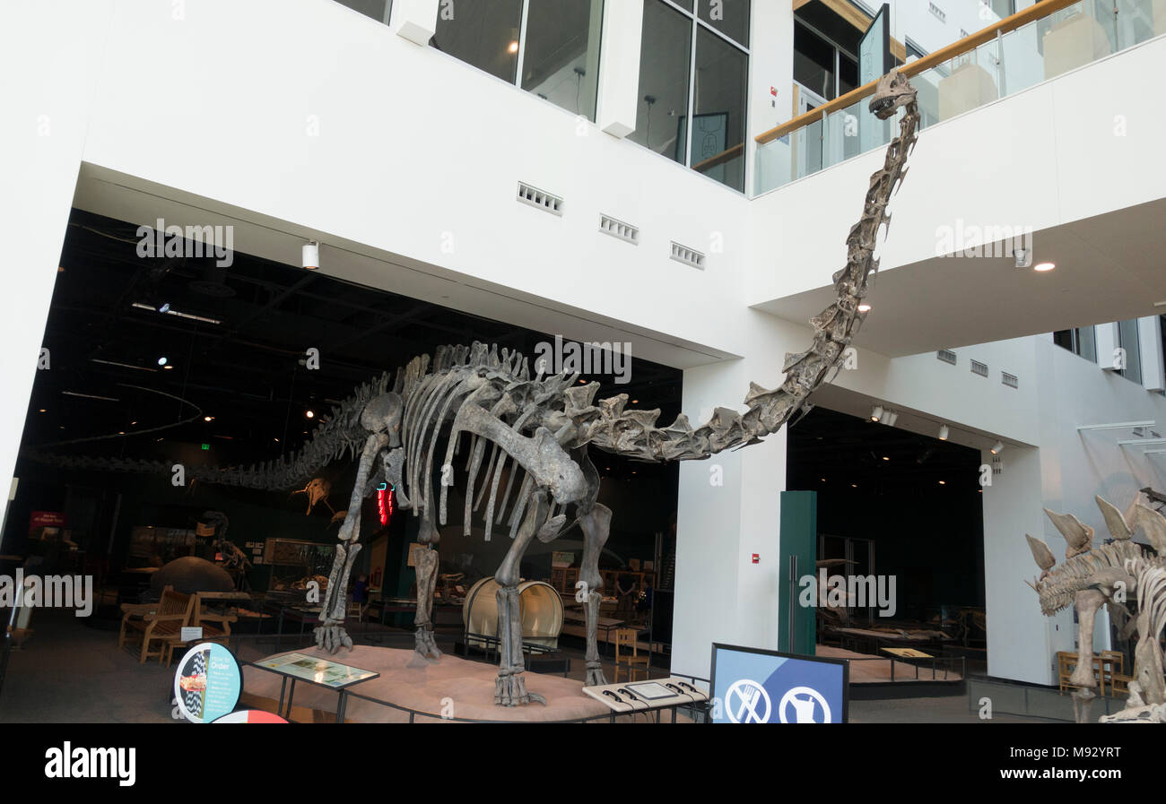 Diplodocus skeleton from the Jurassic period was the largest of the ...