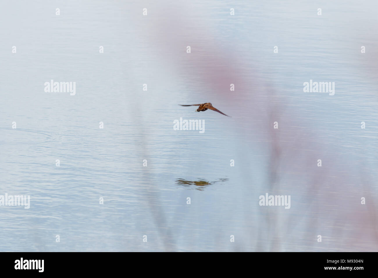 Little Crake (Porzana parva). Bird's species is identified inaccurately ...