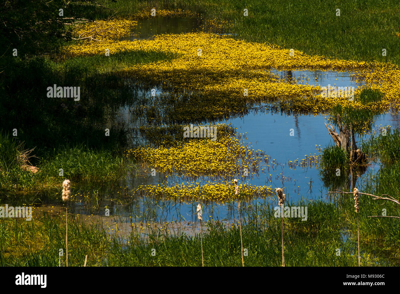 Efflorescence hi-res stock photography and images - Alamy