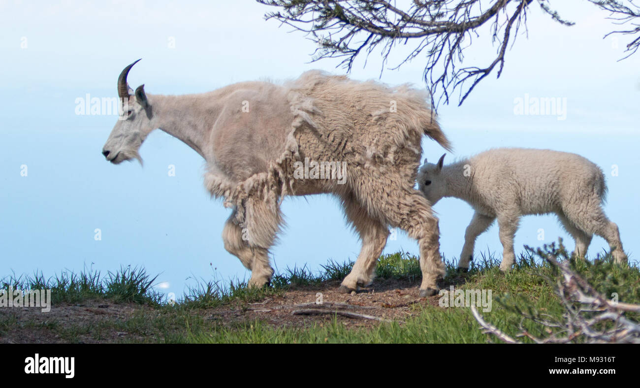 Baby Goat Mother High Resolution Stock Photography and Images - Alamy