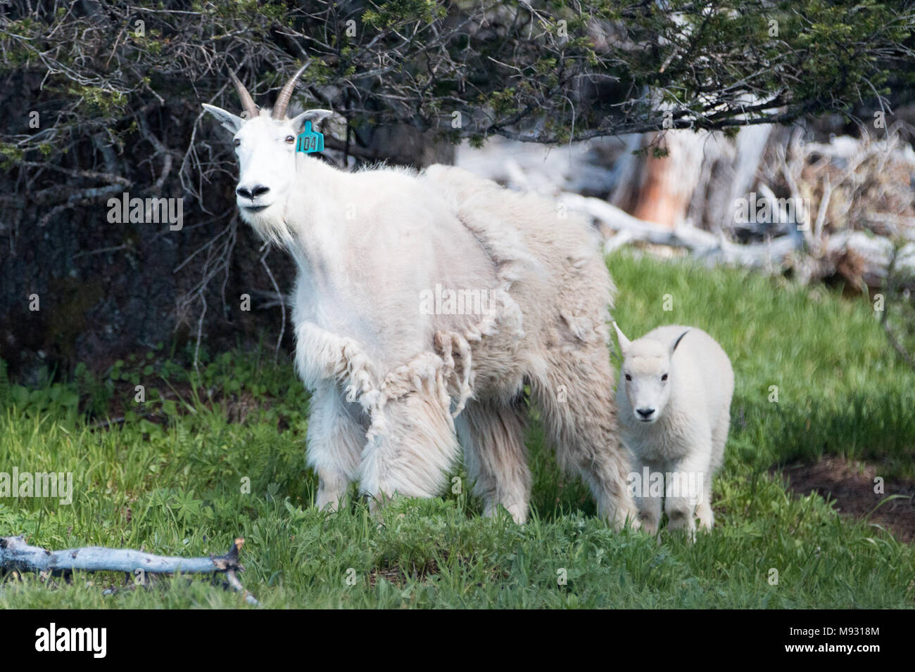 Baby Goat Mother High Resolution Stock Photography and Images - Alamy