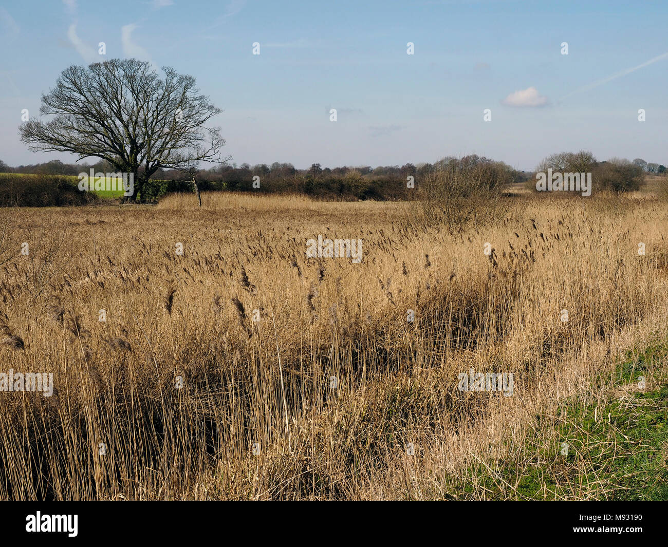 The upper reaches of the North Walsham and Dilham Canal at Ebridge ...