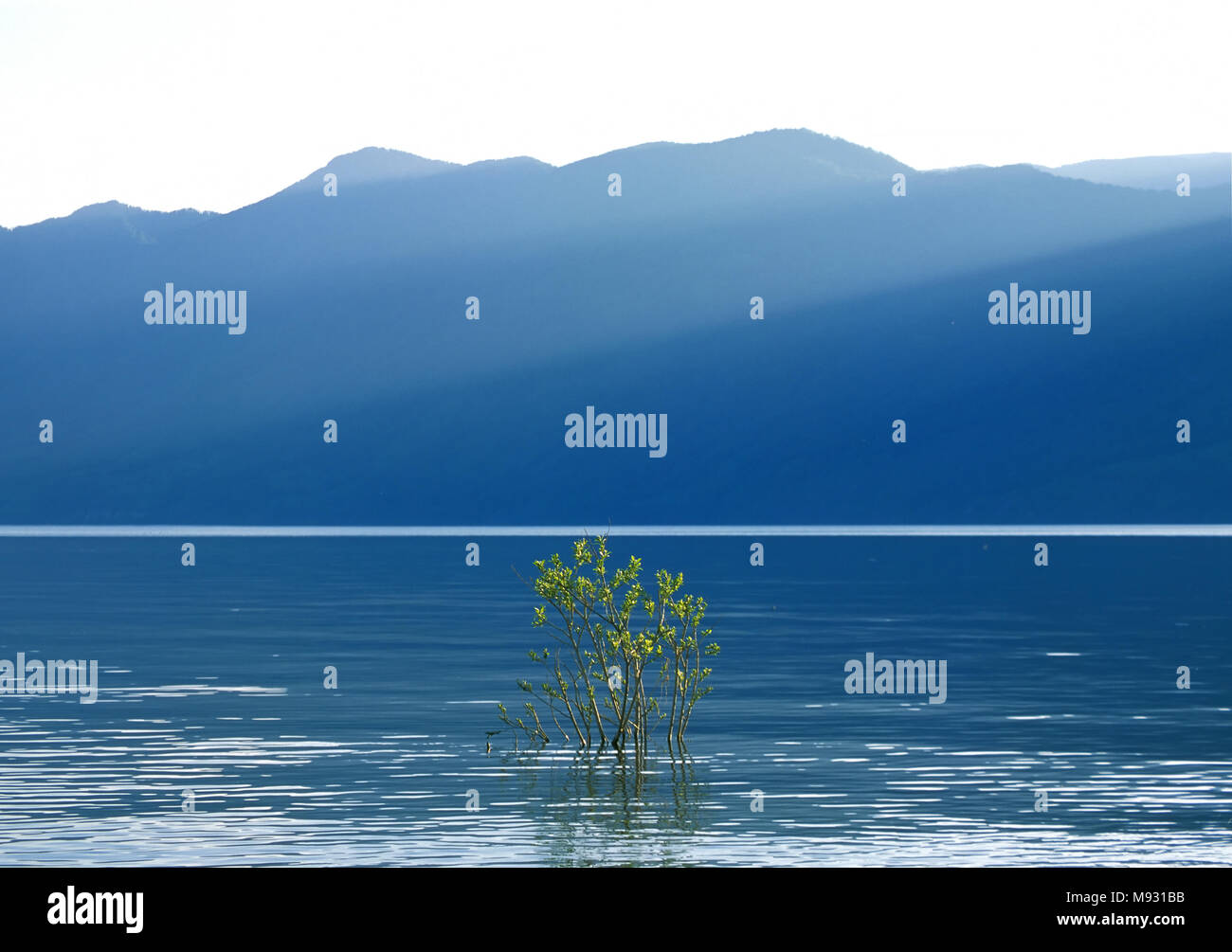 Bush in high water, blue mountain tops with slant sun beam. Teletskoe ...