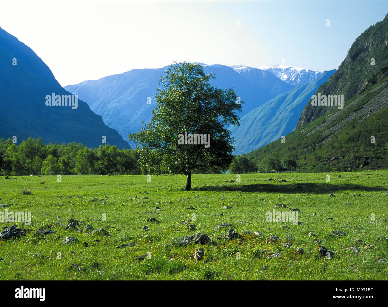 Single birch tree hi-res stock photography and images - Alamy