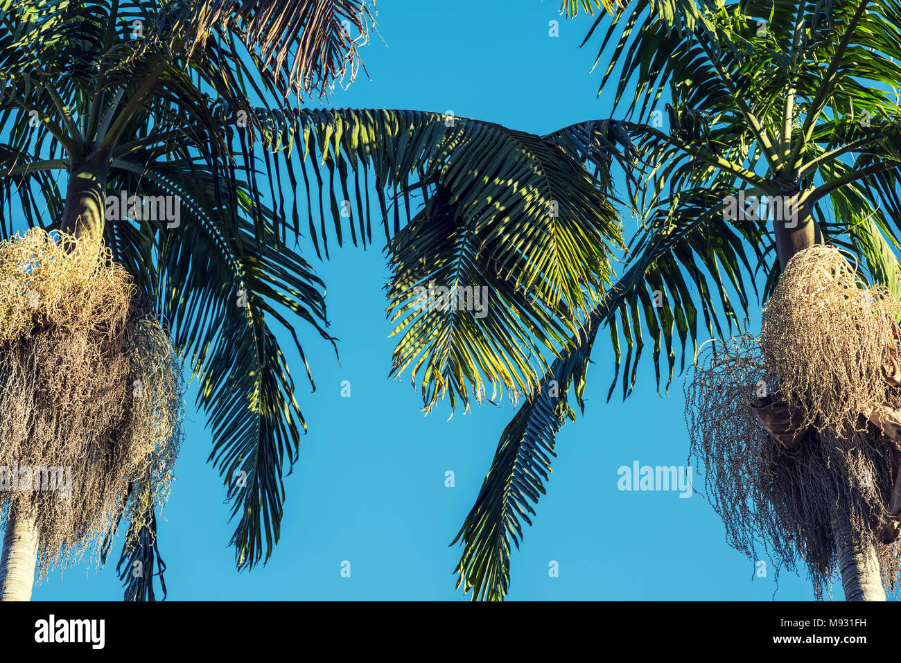 Two palm trees Stock Photo - Alamy