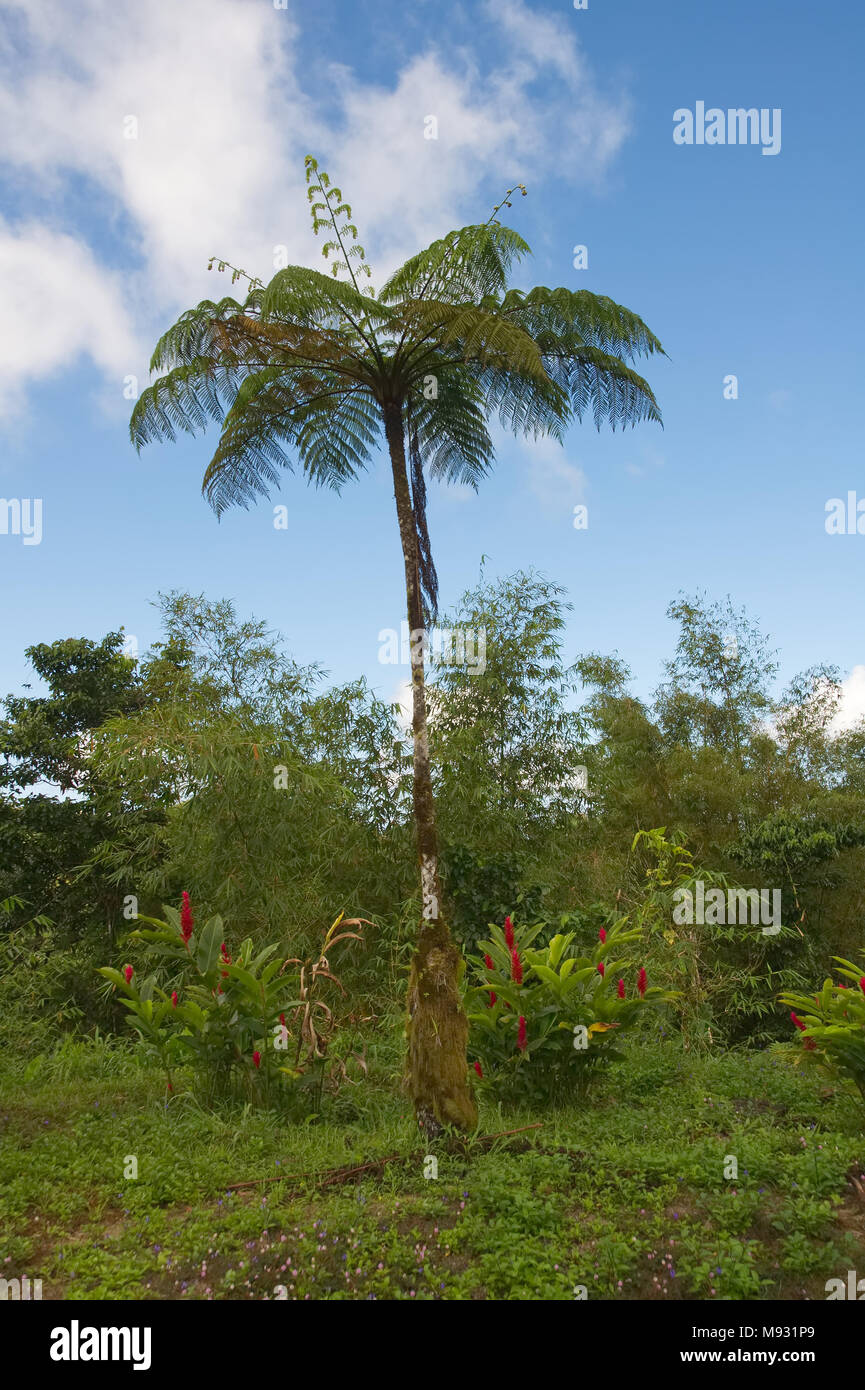 Grand etang forest reserve hi-res stock photography and images - Alamy