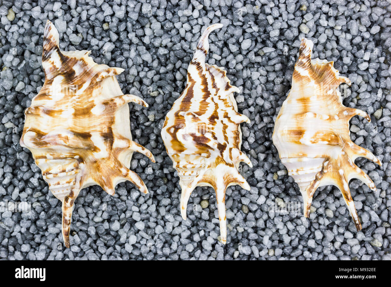 Three sea shells on grey gravel as a background Stock Photo - Alamy