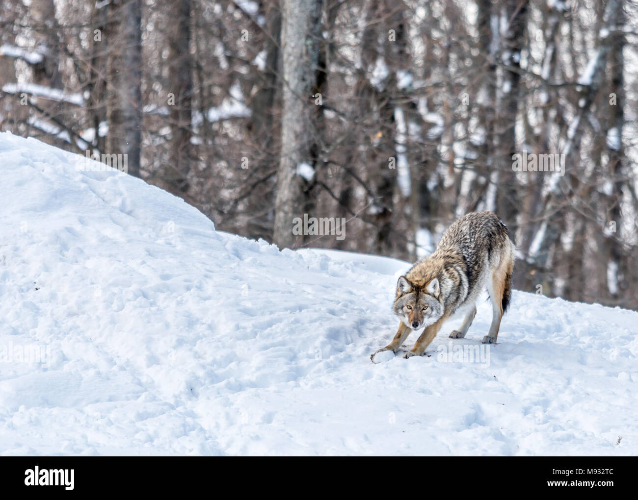 Coyote doing morning stretching or Pilates Stock Photo - Alamy