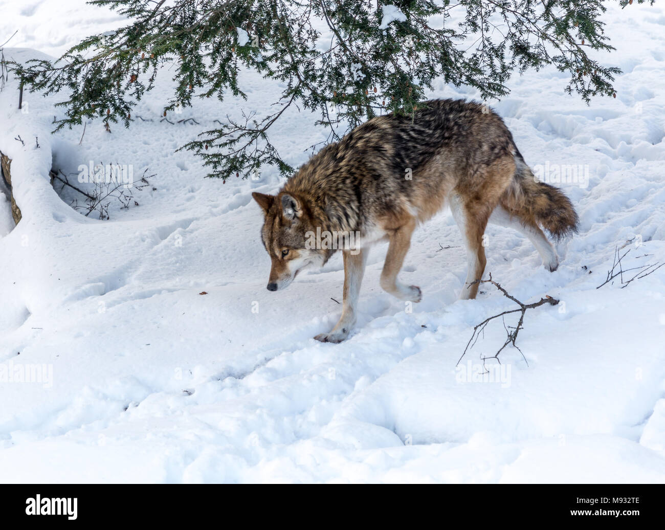 Coyotes in winter snow hi-res stock photography and images - Alamy