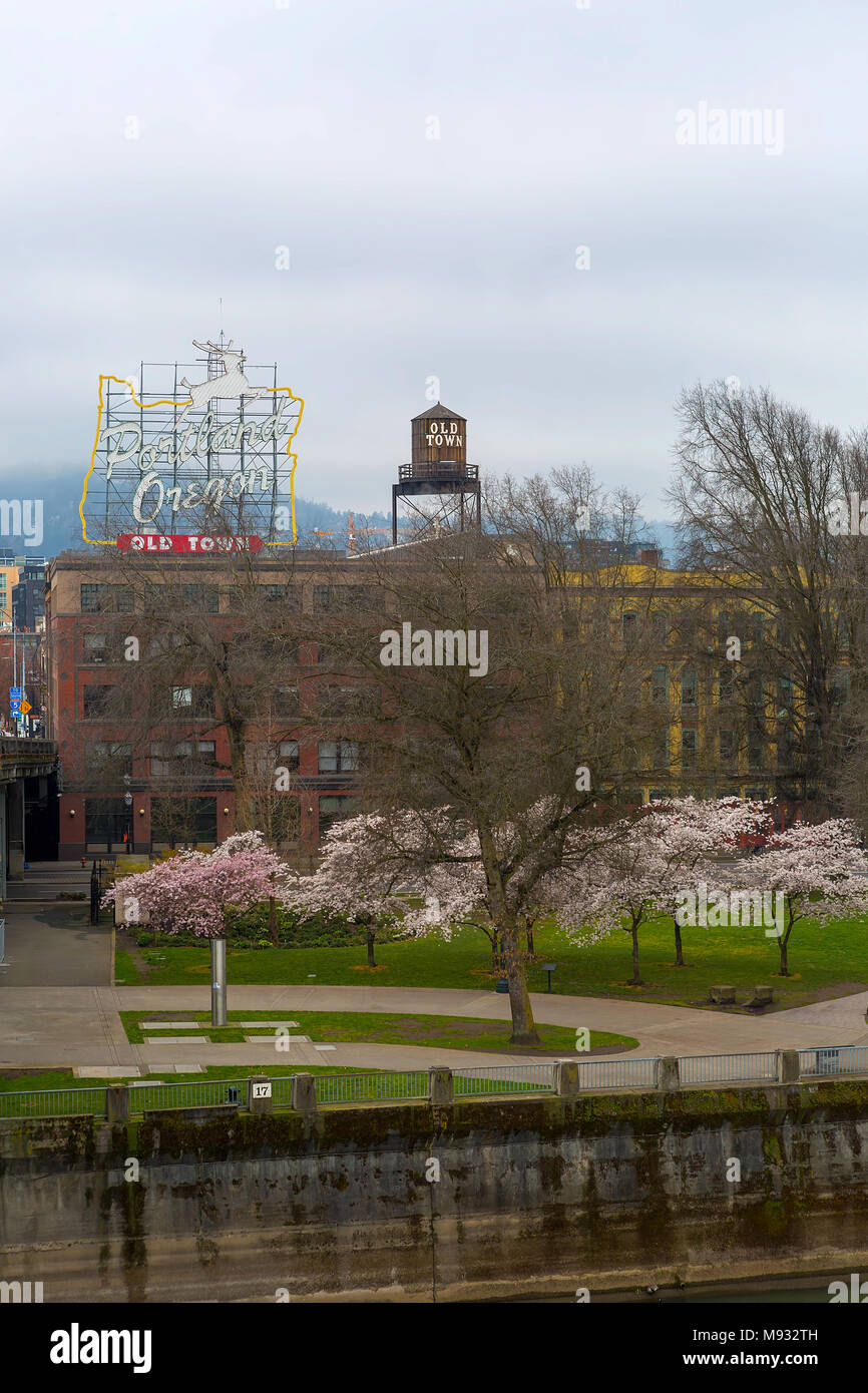 Cherry Blossoms Trees flowers in full bloom along Portland Oregon old ...