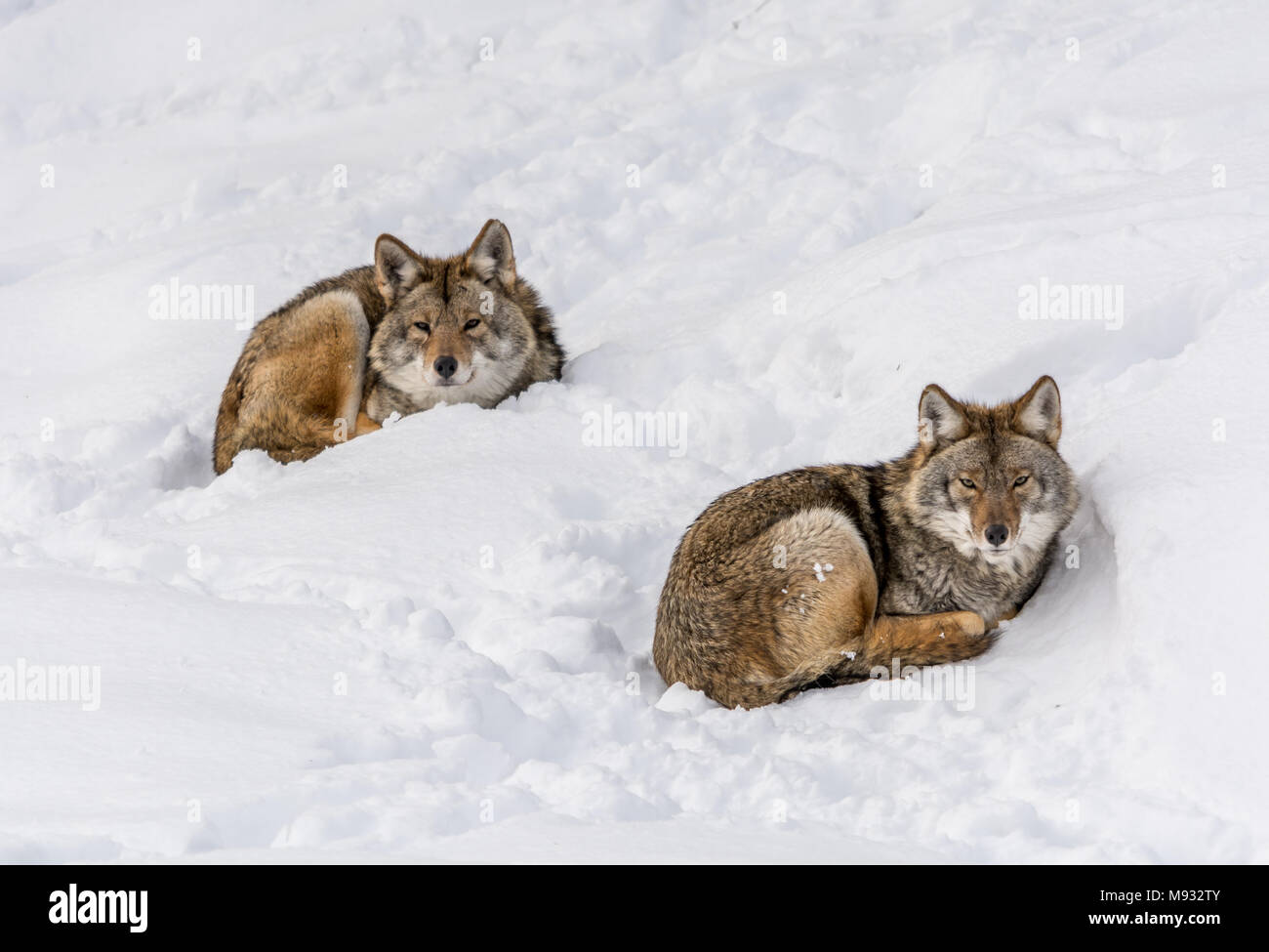 Coyotes hi-res stock photography and images - Alamy