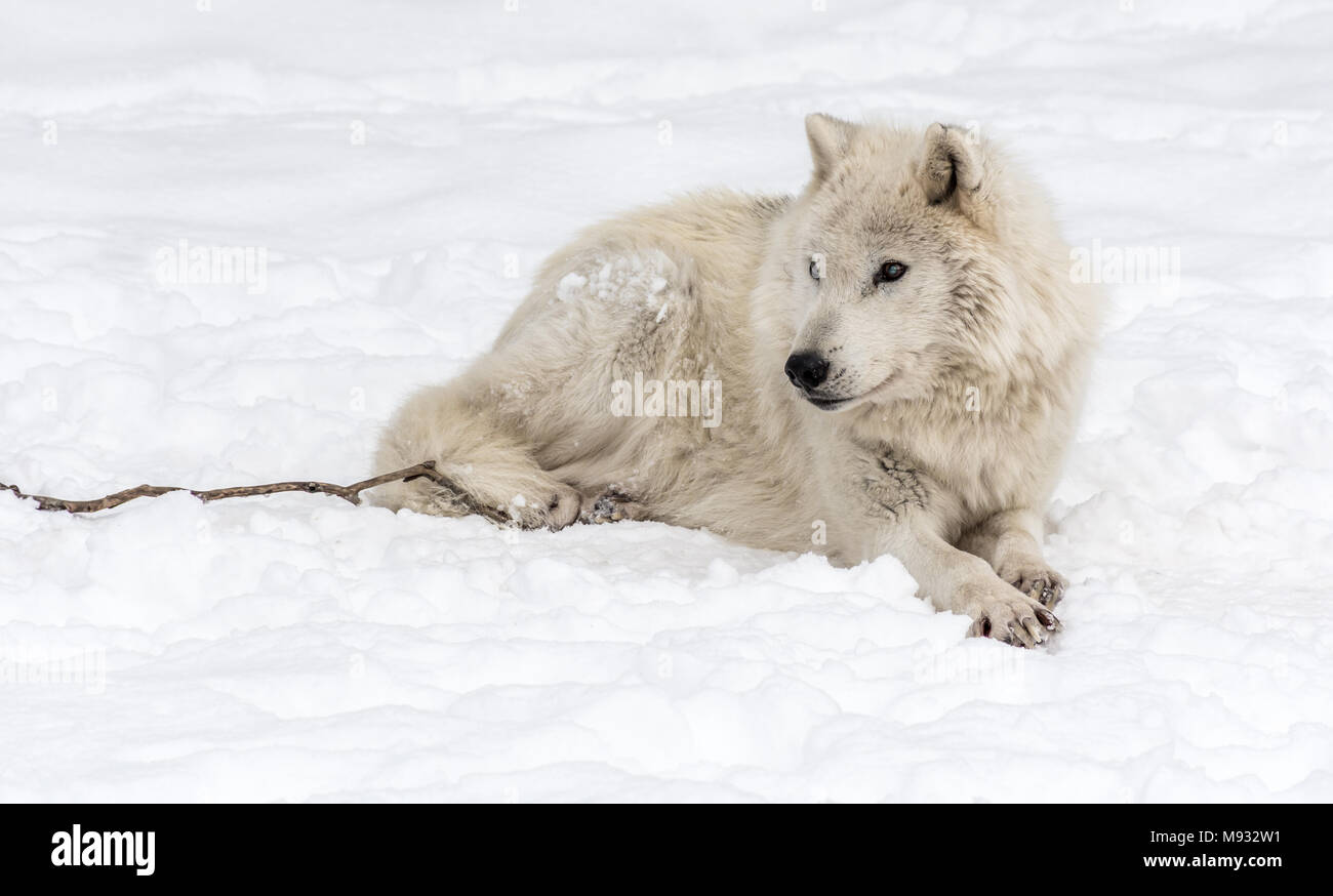 White Wolf Lying Down