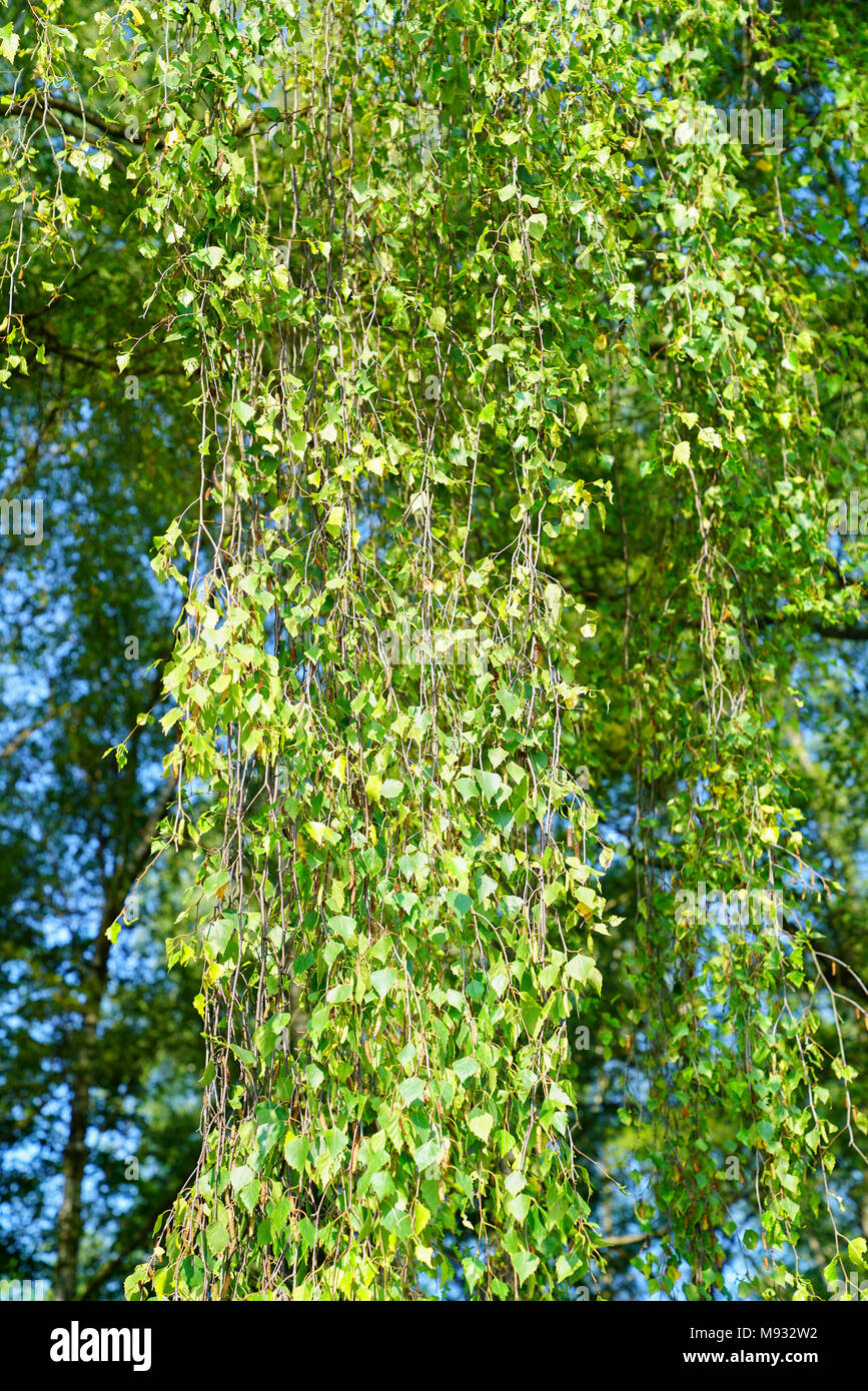 Lush green leafy foliage trees close-up for nature backgrounds Stock ...