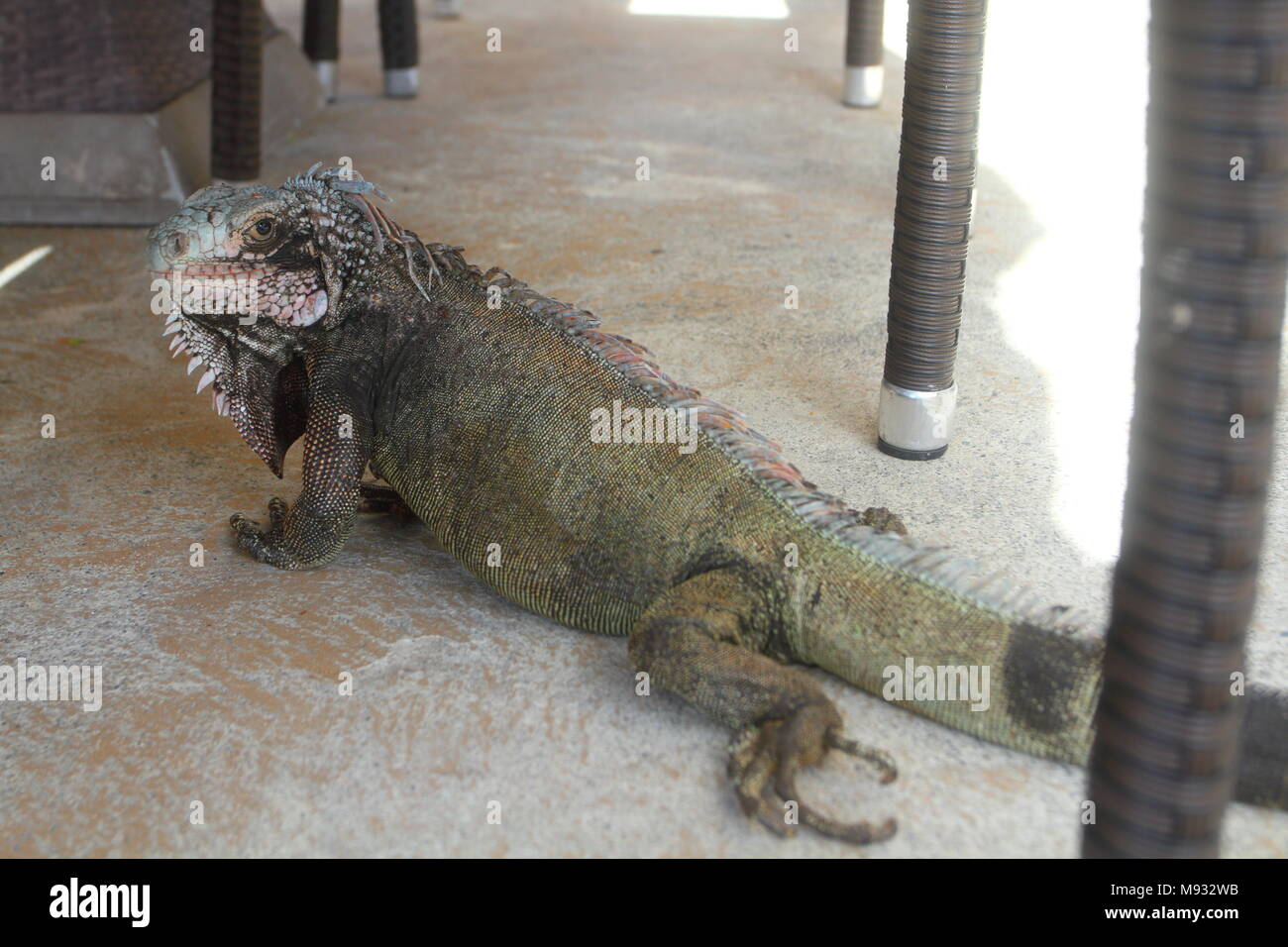 Wild Iguana in St. Thomas U.S. Virgin Islands Stock Photo - Alamy