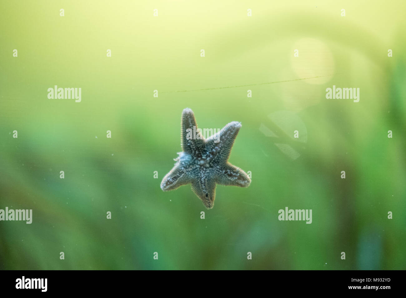 Starfish tank hi-res stock photography and images - Alamy