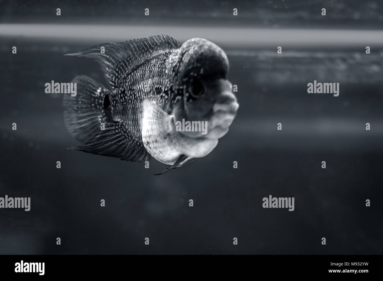 Types fishes aquarium hi-res stock photography and images - Alamy