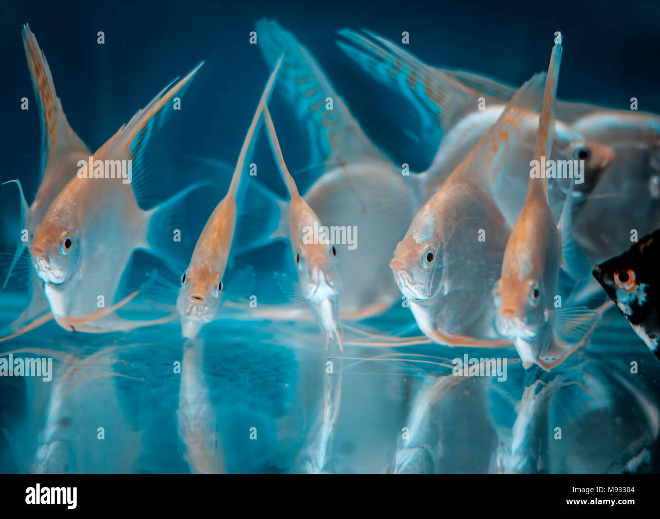 Close up of different types of fishes in a aquarium Stock Photo - Alamy
