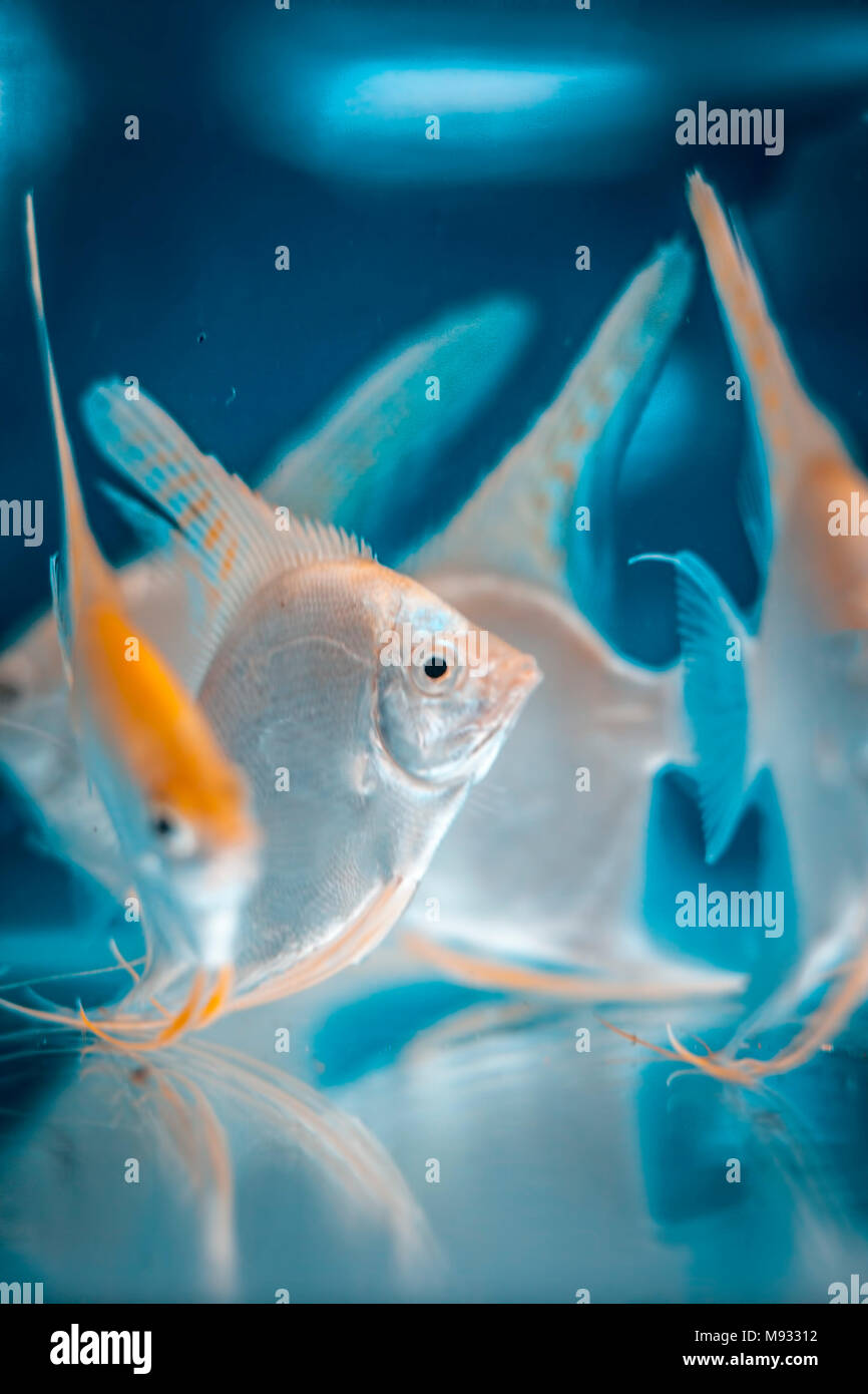 Close up of different types of fishes in a aquarium Stock Photo - Alamy