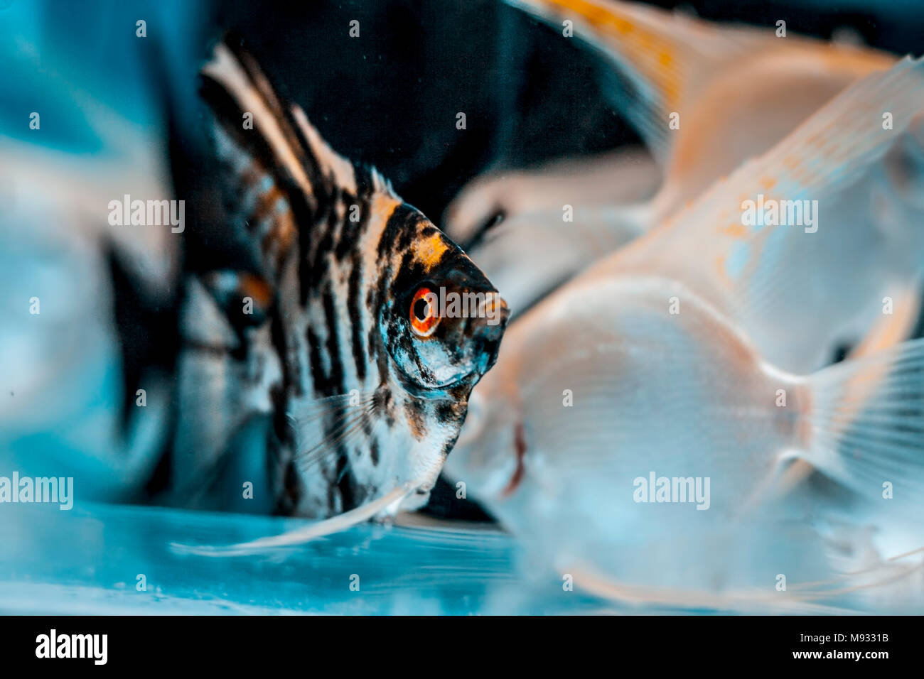 Types fishes aquarium hi-res stock photography and images - Alamy