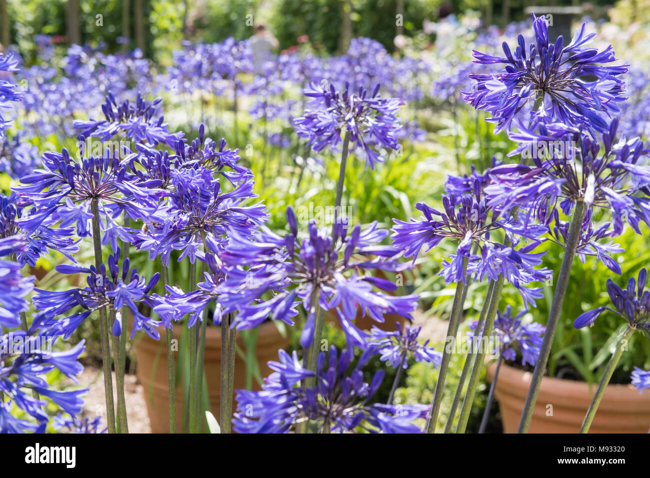 Midnight star hi-res stock photography and images - Alamy